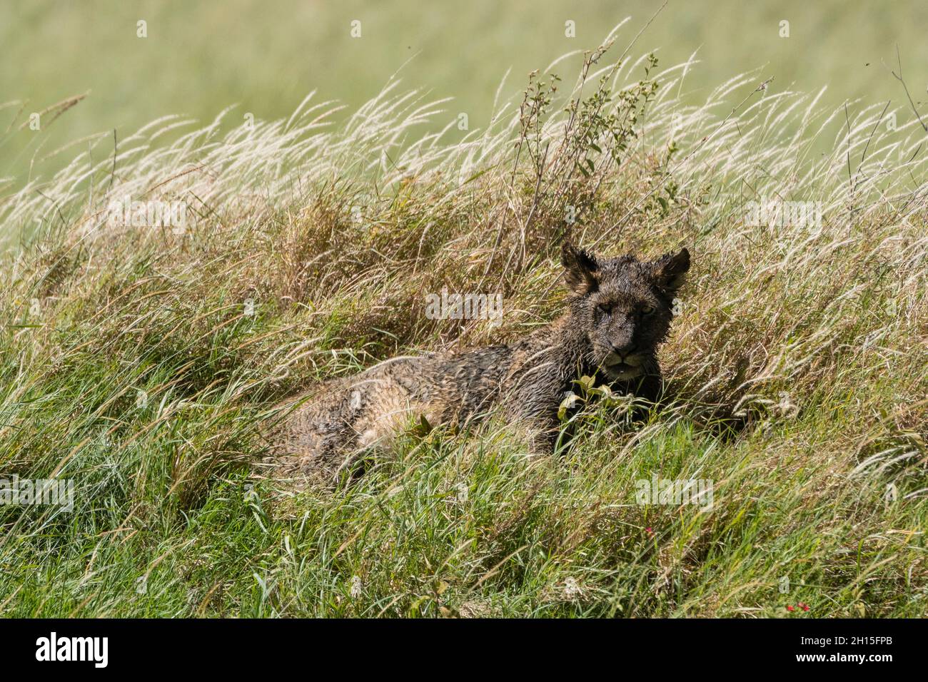 A lion cub, Panthera leo, covered by mud and lying in the grass ...