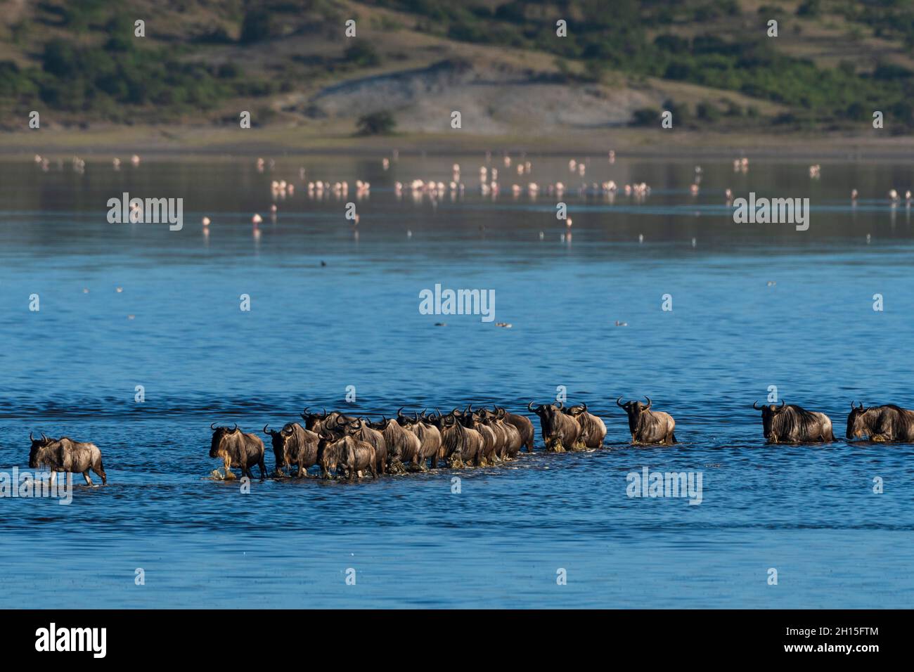 Migrating wildebeest, Chonnochaetes tautinus, crossing the lake Ndutu ...