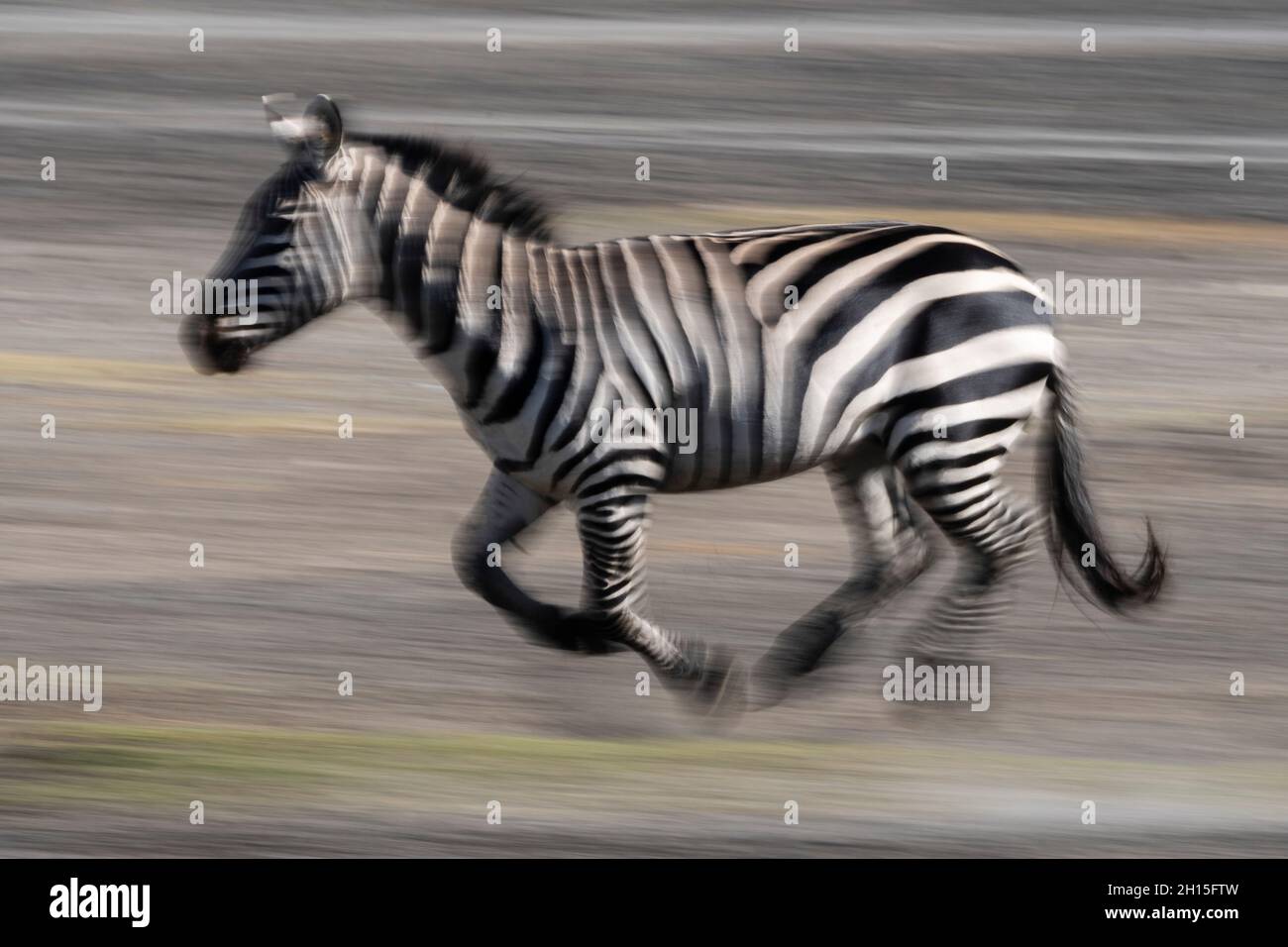 Zebra Running Fast