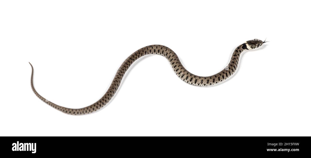 Grass snake, Natrix natrix, Isolated on white Stock Photo - Alamy