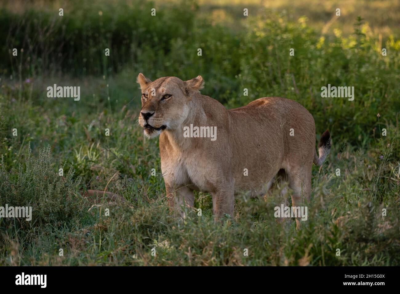 A lioness, Panthera leo, looking at the distance. Ndutu, Ngorongoro ...