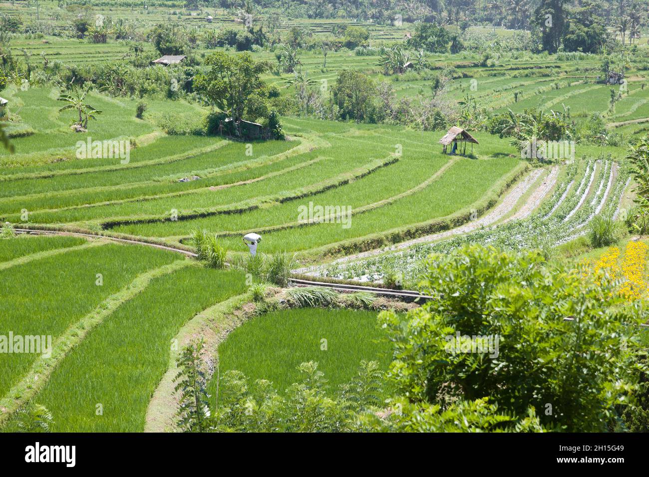 terrace rice fields, Bali, Indonesia. Rice cultivation, Asian landscape ...