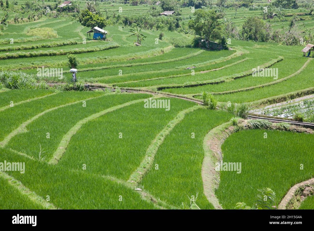 terrace rice fields, Bali, Indonesia. Rice cultivation, Asian landscape ...