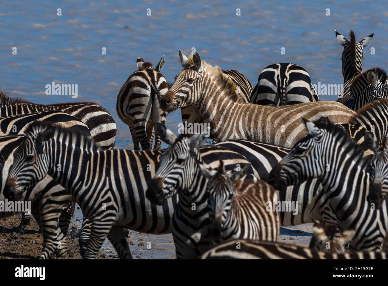 A rare amelanistic plains zebra, Equus quagga, at a waterhole in the ...