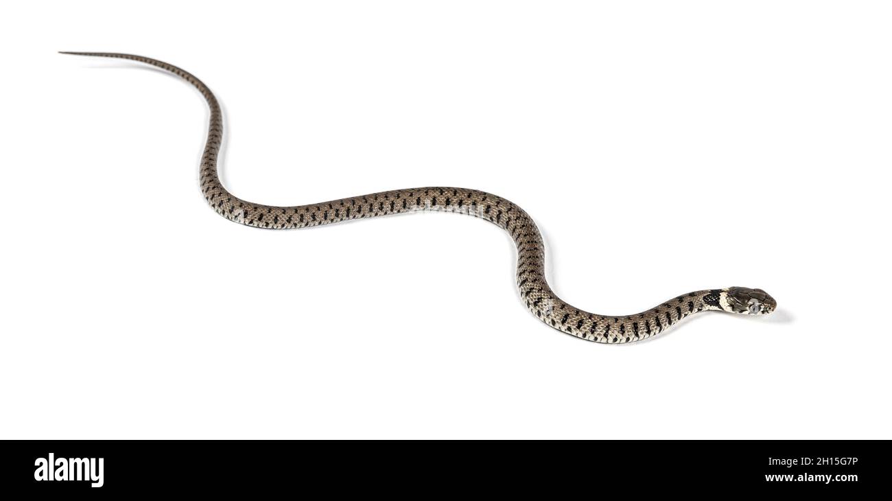 Grass snake, Natrix natrix, Isolated on white Stock Photo - Alamy