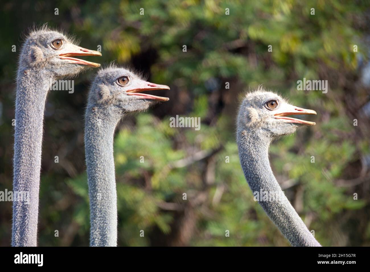 African male ostrich running in the bush, stepping on the long grass ...