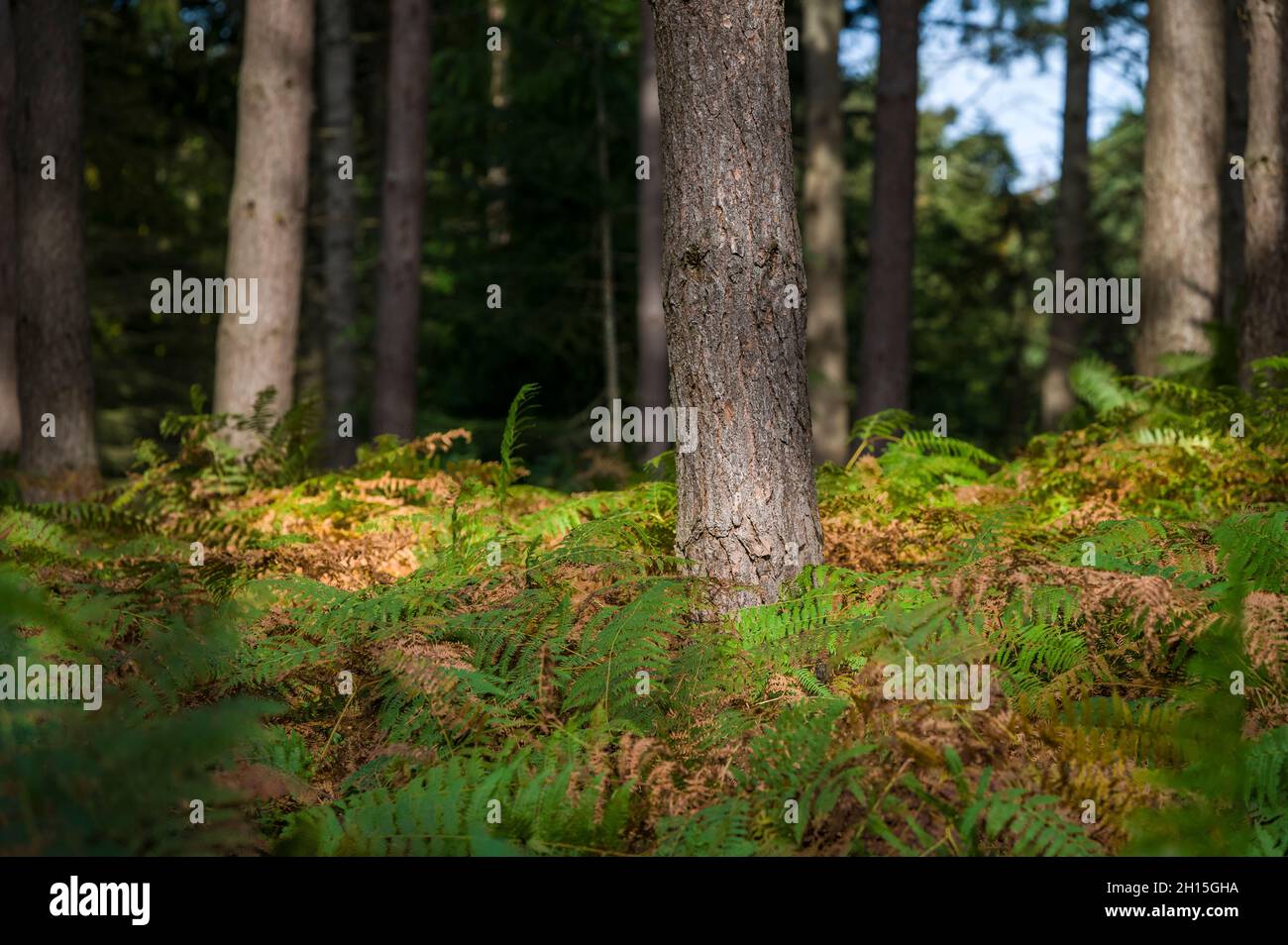 Fern flowers wallpaper hi-res stock photography and images - Alamy