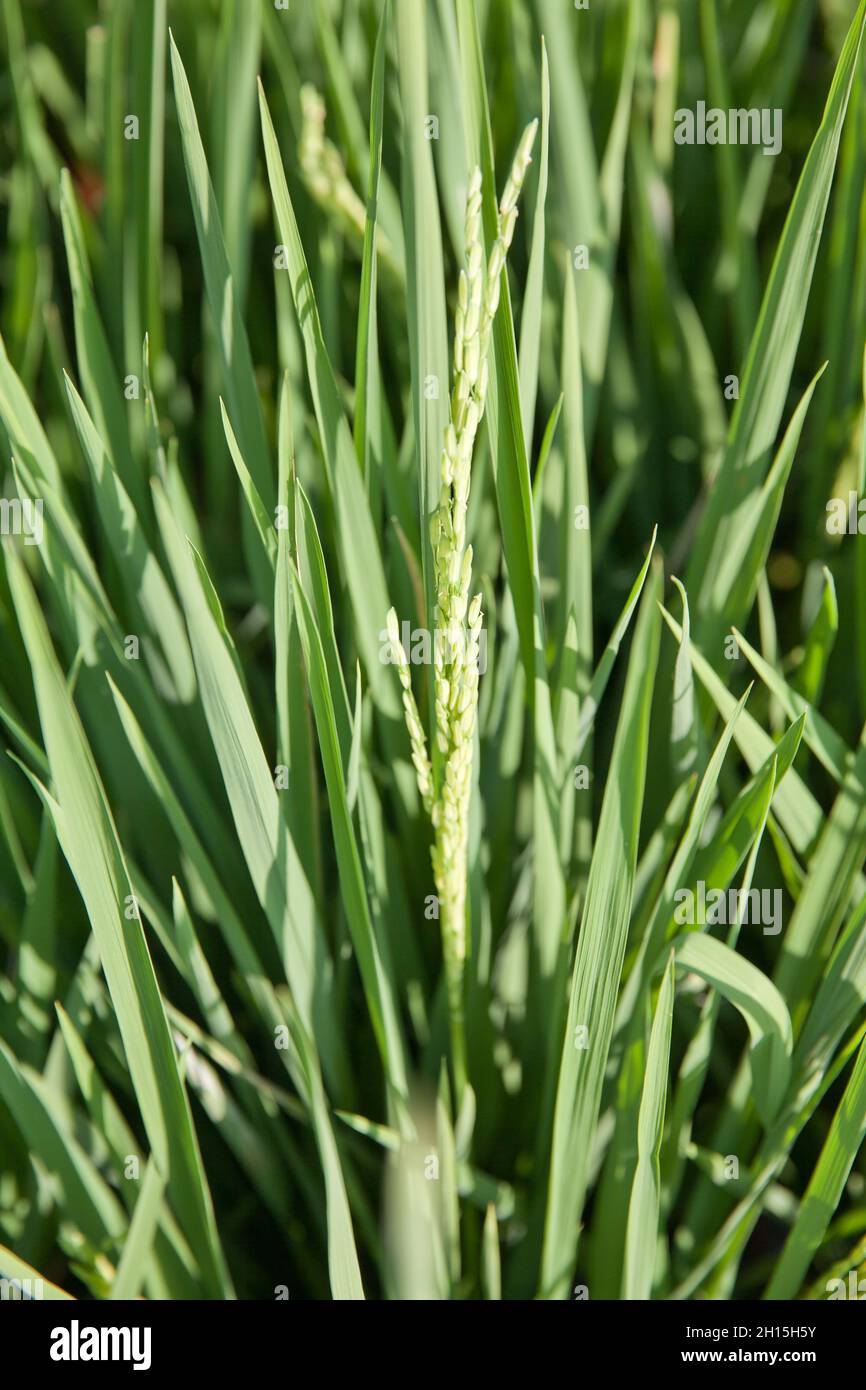 Rice plant close-up. Growing rice. Green stems and grass Stock Photo ...