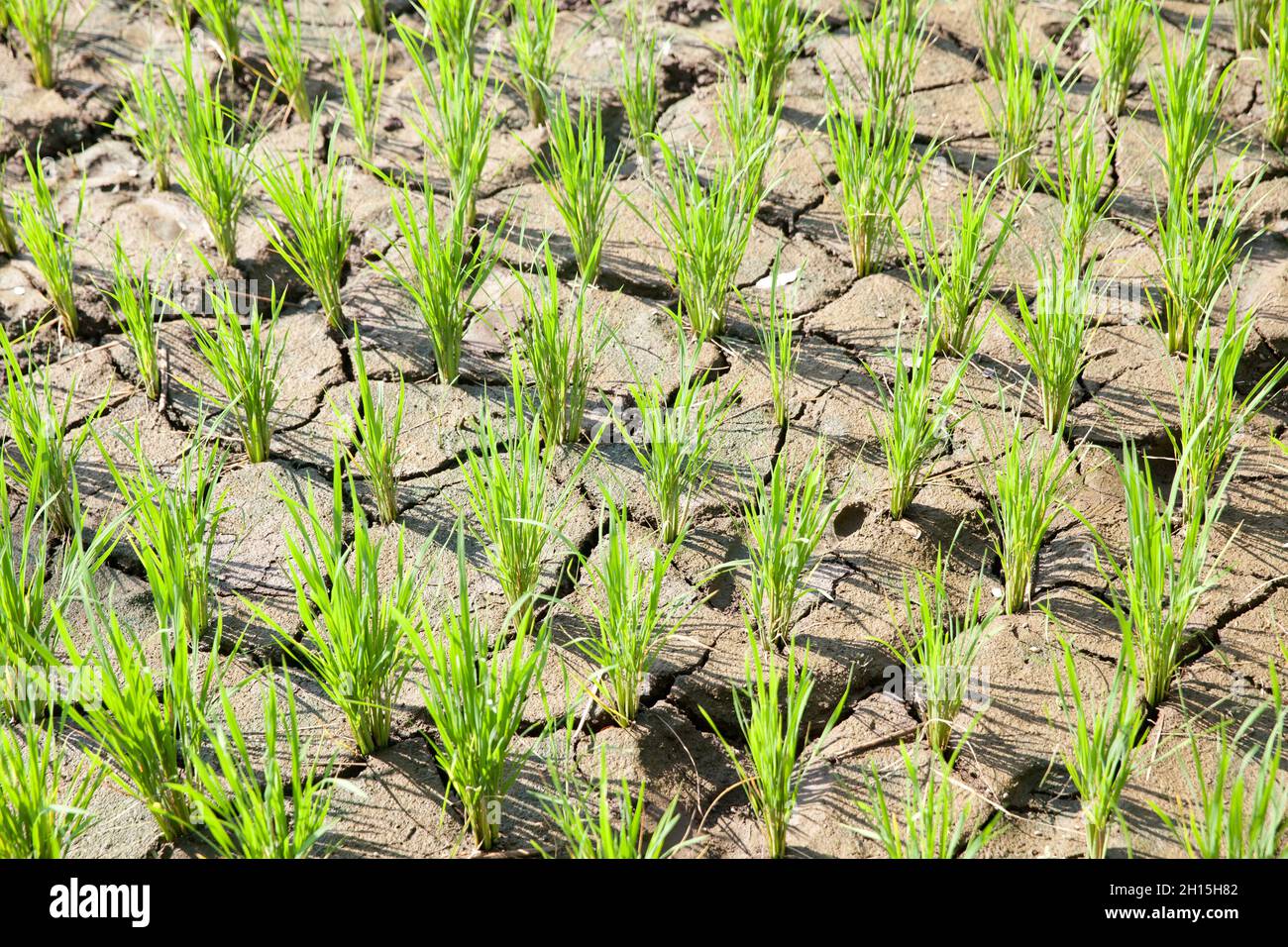 Cracked soil in rice field seeding in organic farm on high temperature ...