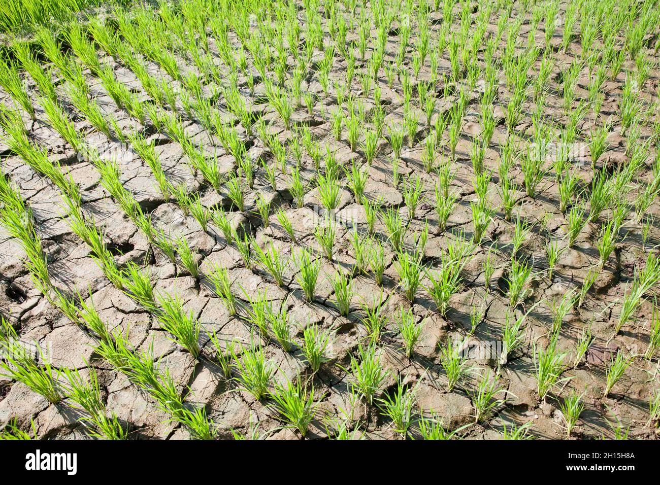 Rice plant in rice farm on crack soil. Young rice planted on dry and ...