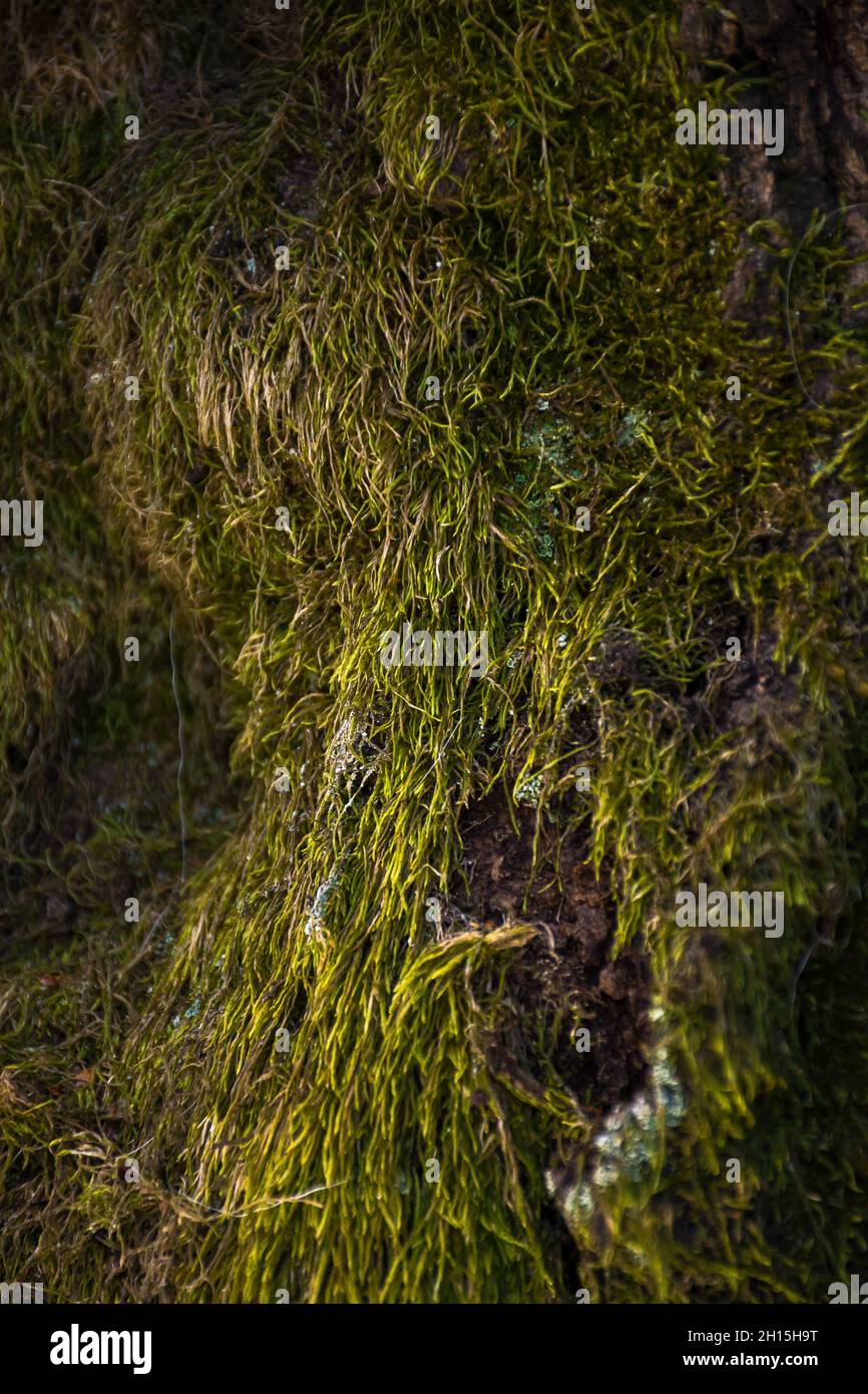 nature texture of green moss on the tree Stock Photo - Alamy