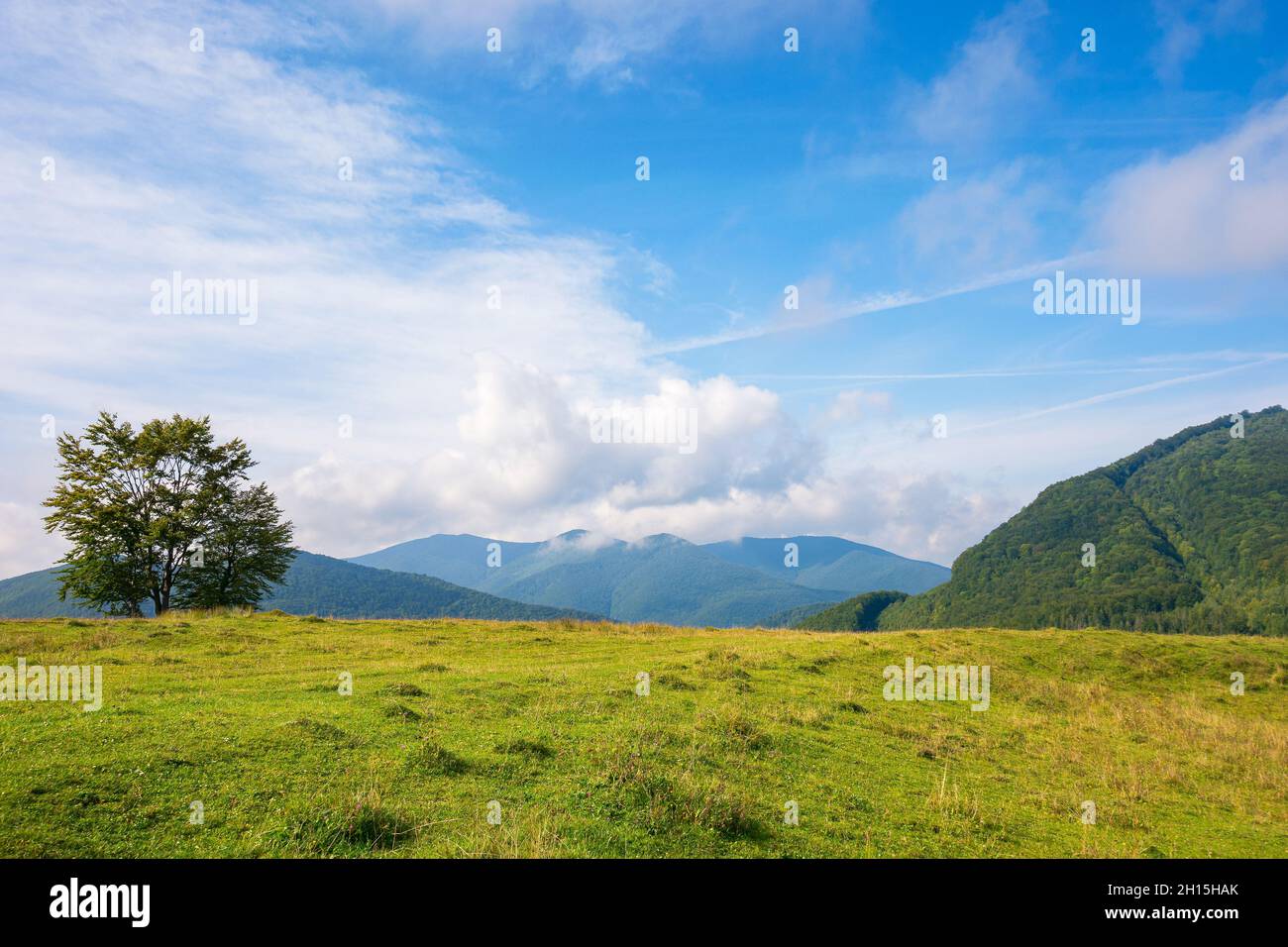 trees on the grassy hill. beautiful early autumn landscape in mountains ...