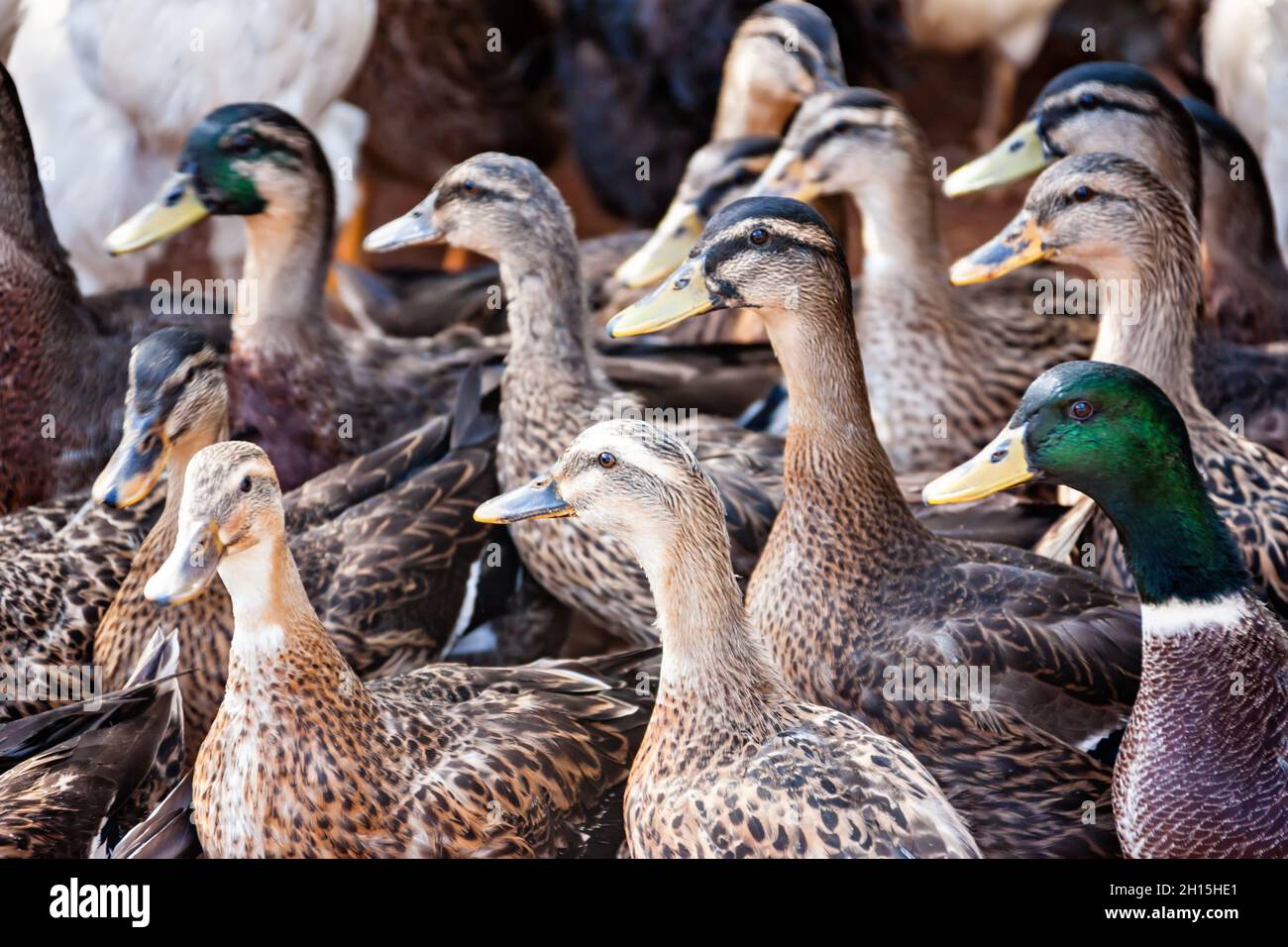 Mixed wild duck farm in a village in Botswana Stock Photo - Alamy