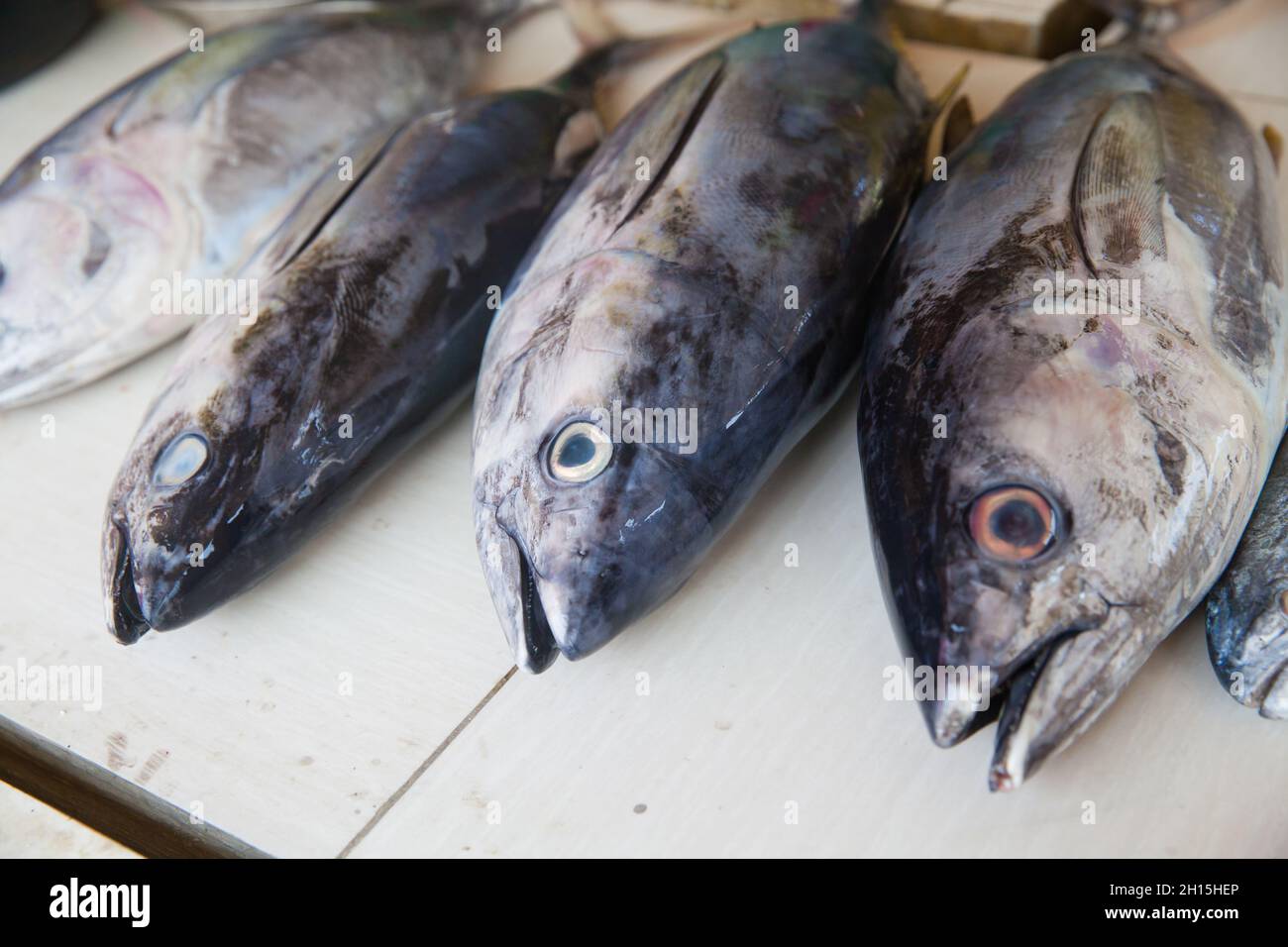 Tuna on the counter. Fresh fish counter - raw tuna in a row, top view ...