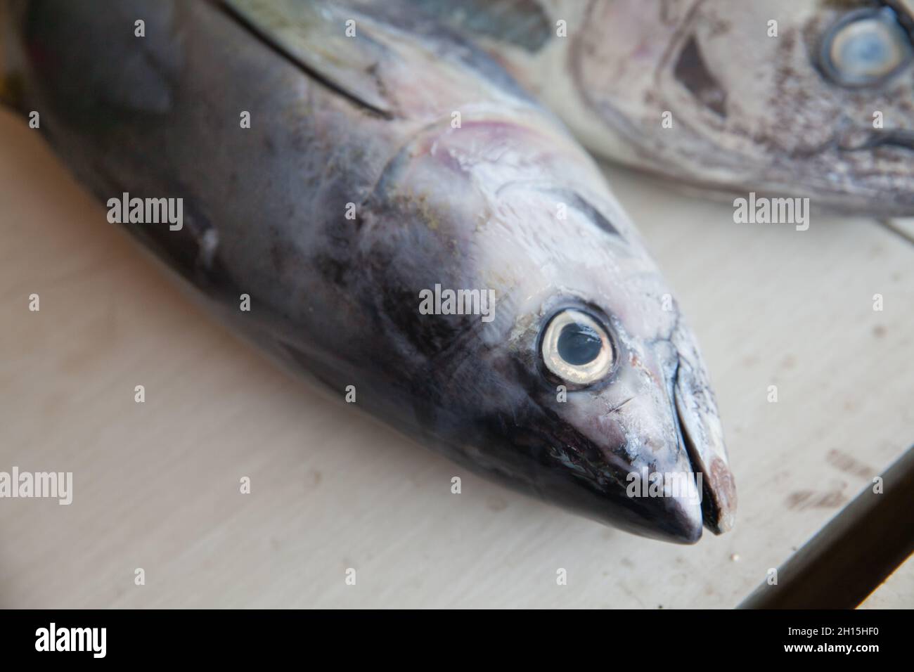 Tuna on the counter. Fresh fish counter - raw tuna in a row, top view ...