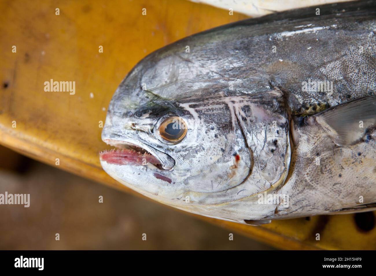 Tuna on the counter. Fresh fish counter - raw tuna in a row, top view ...