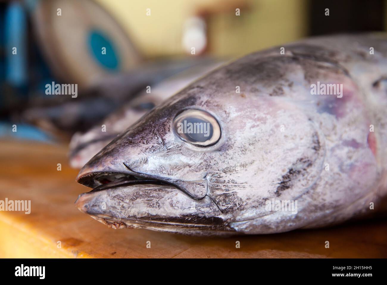 Tuna on the counter. Fresh fish counter - raw tuna in a row, top view ...