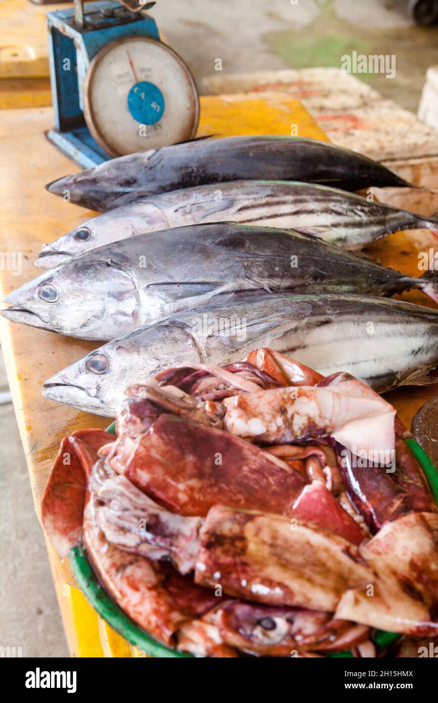 Fresh tuna and squid. Seafood counter. Asian fish market. Sale of fish ...