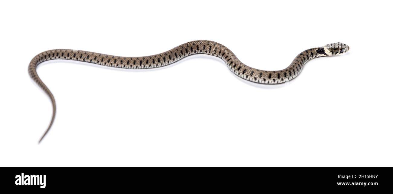 Snake with white collar Cut Out Stock Images & Pictures - Alamy