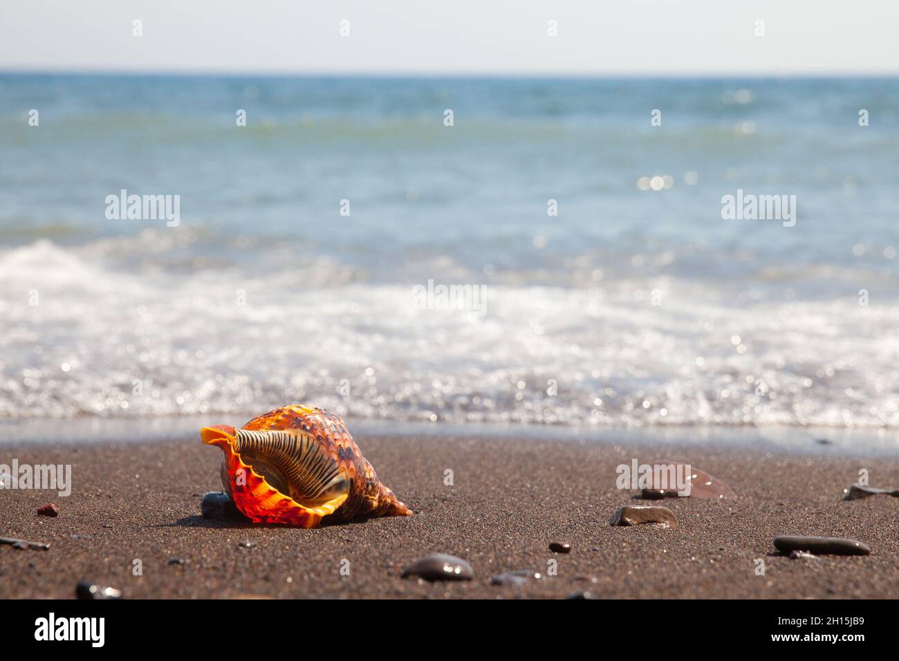 Charonia tritonis clam on the sand. Triton is very large predatory ...
