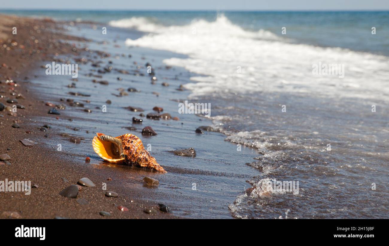 Charonia tritonis clam on the sand. Triton is very large predatory ...