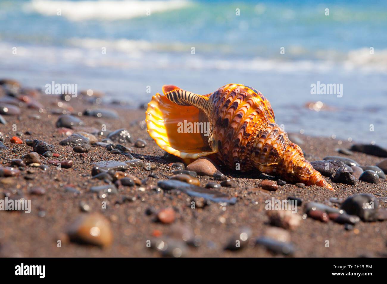 Charonia tritonis clam on the sand. Triton is very large predatory ...