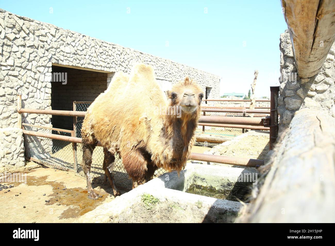 Camel on the farm, looking at the camera, funny came . Camel on a farm ...