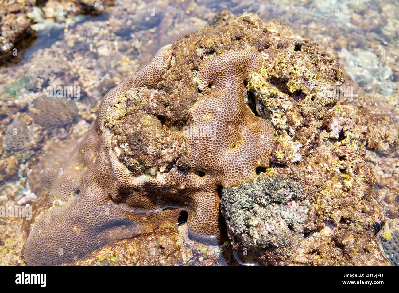 Live corals hi-res stock photography and images - Alamy