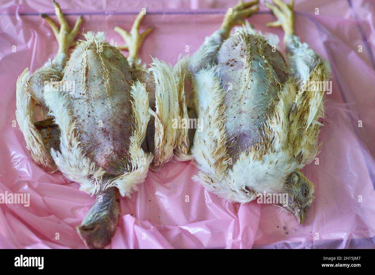 death chicken broiler poultry carcass before Necropsy post-mortem ...
