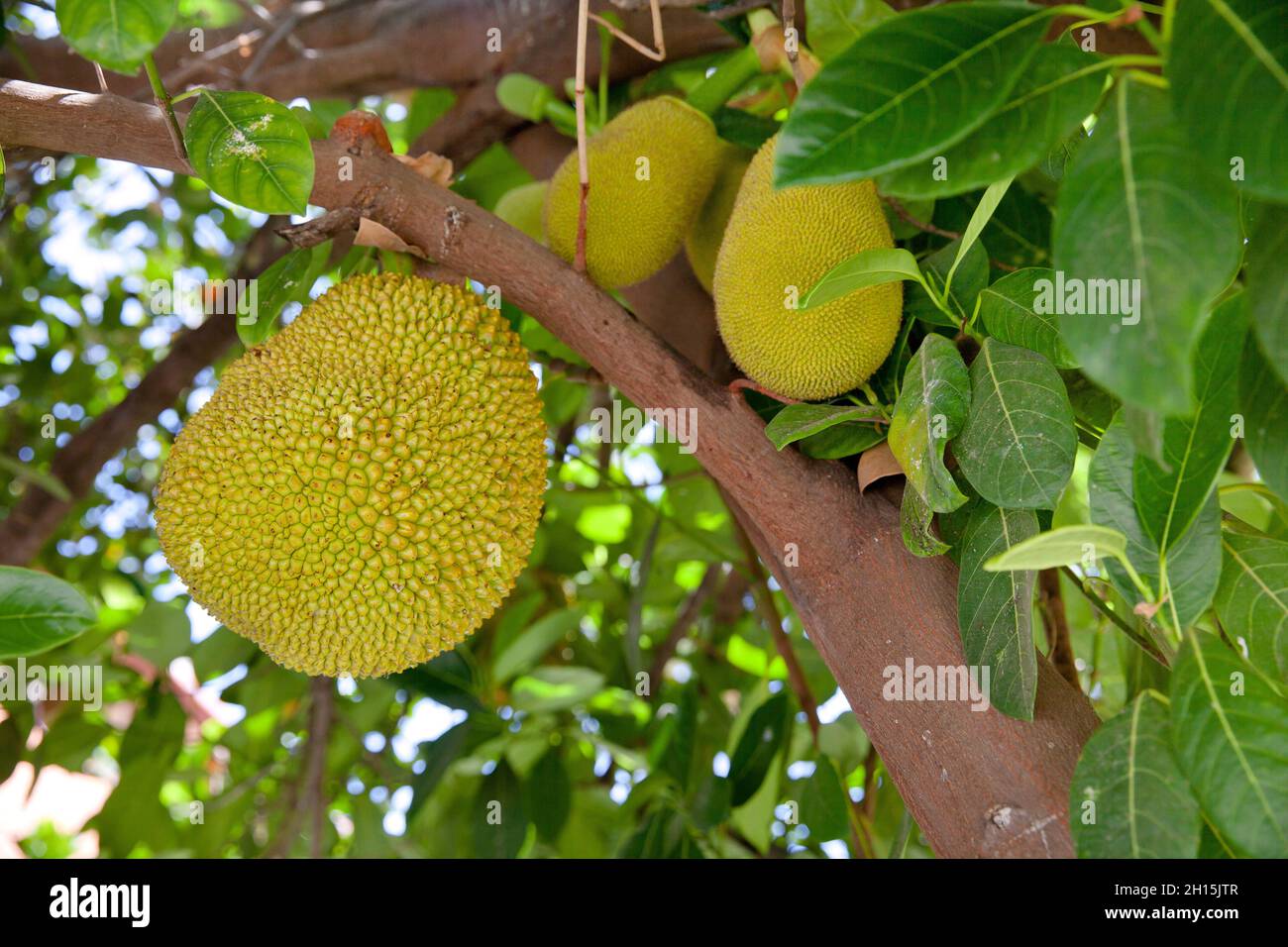 A tree branch full of jack fruits. Tropical fruits ripen on the tree ...