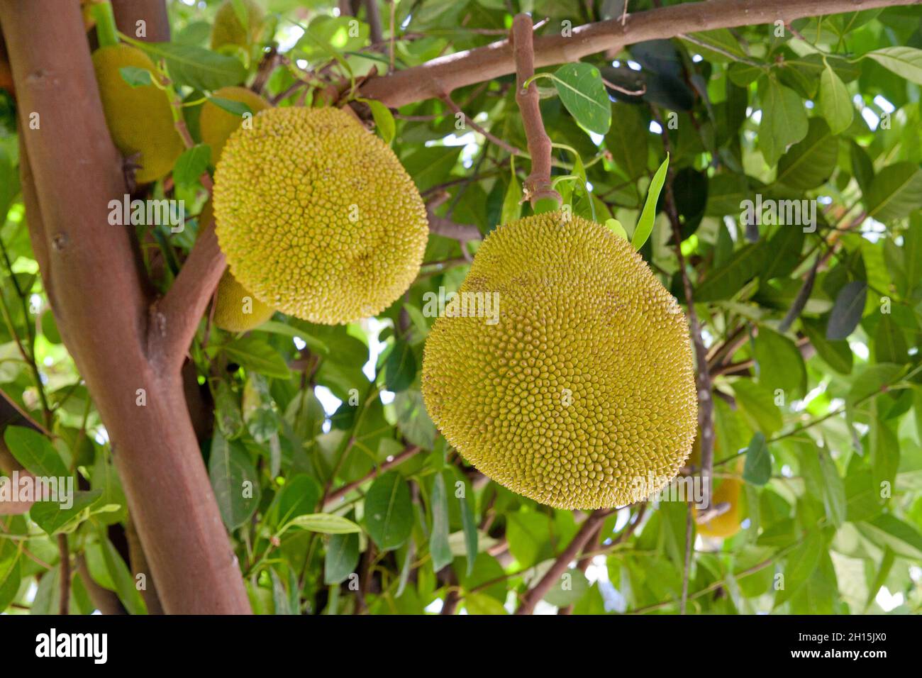 Full jack fruit hi-res stock photography and images - Alamy