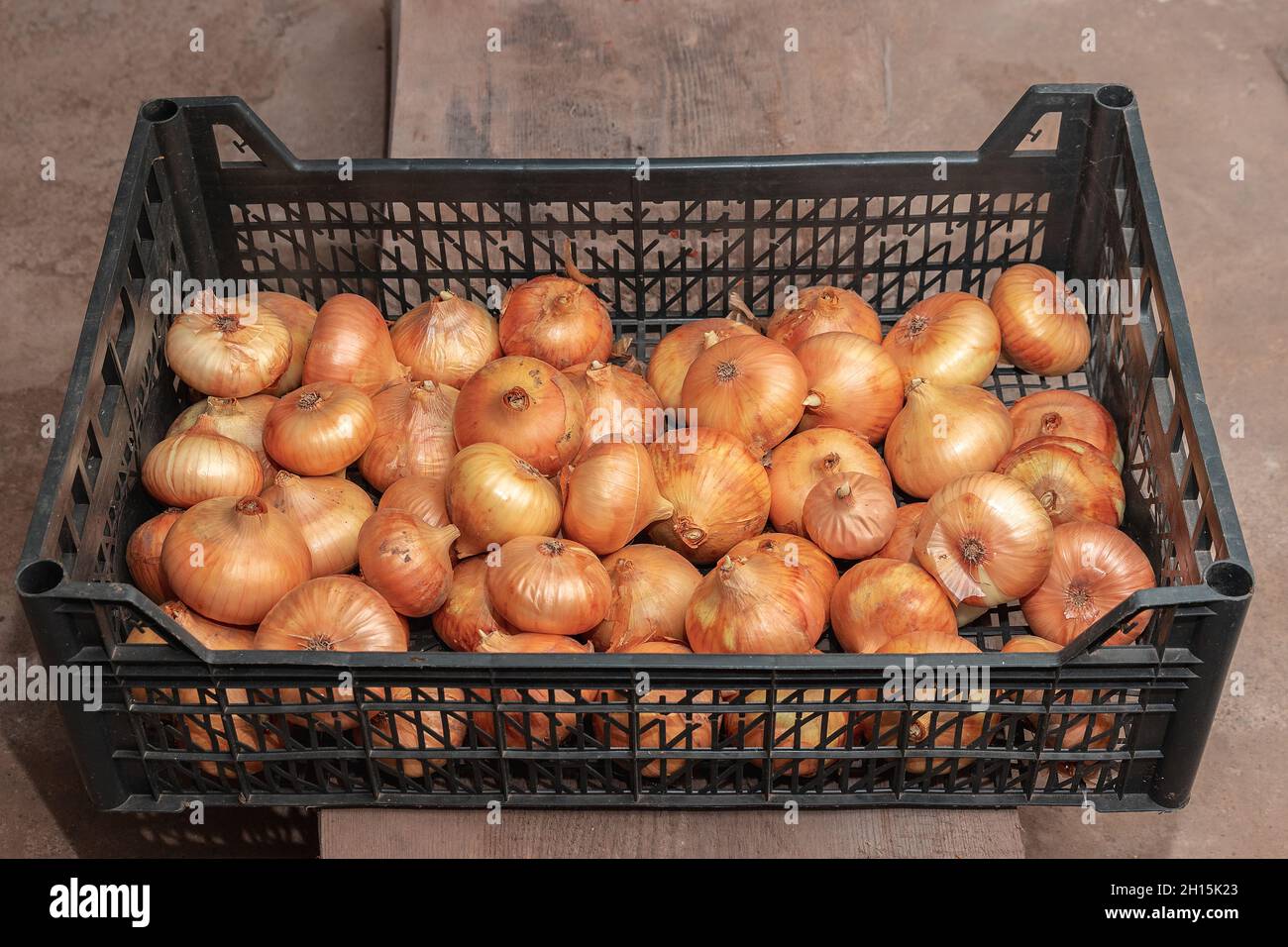 black plastic box with golden onions. autumn concept of harvest Stock ...