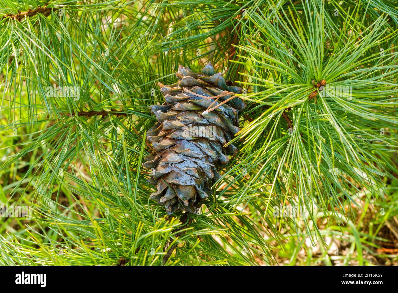 A fallen ripe cone, soaked in cedar resin, hanging in cedar branches ...