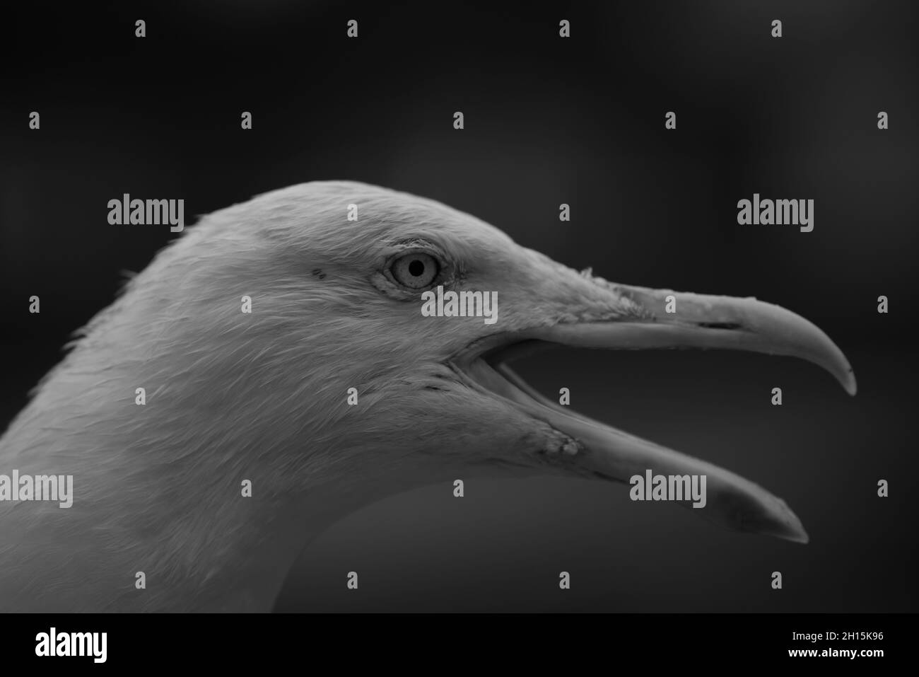 Grayscale closeup shot of a seagull with an open beak Stock Photo - Alamy