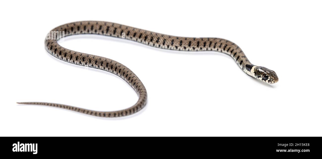 Grass snake, Natrix natrix, Isolated on white Stock Photo - Alamy
