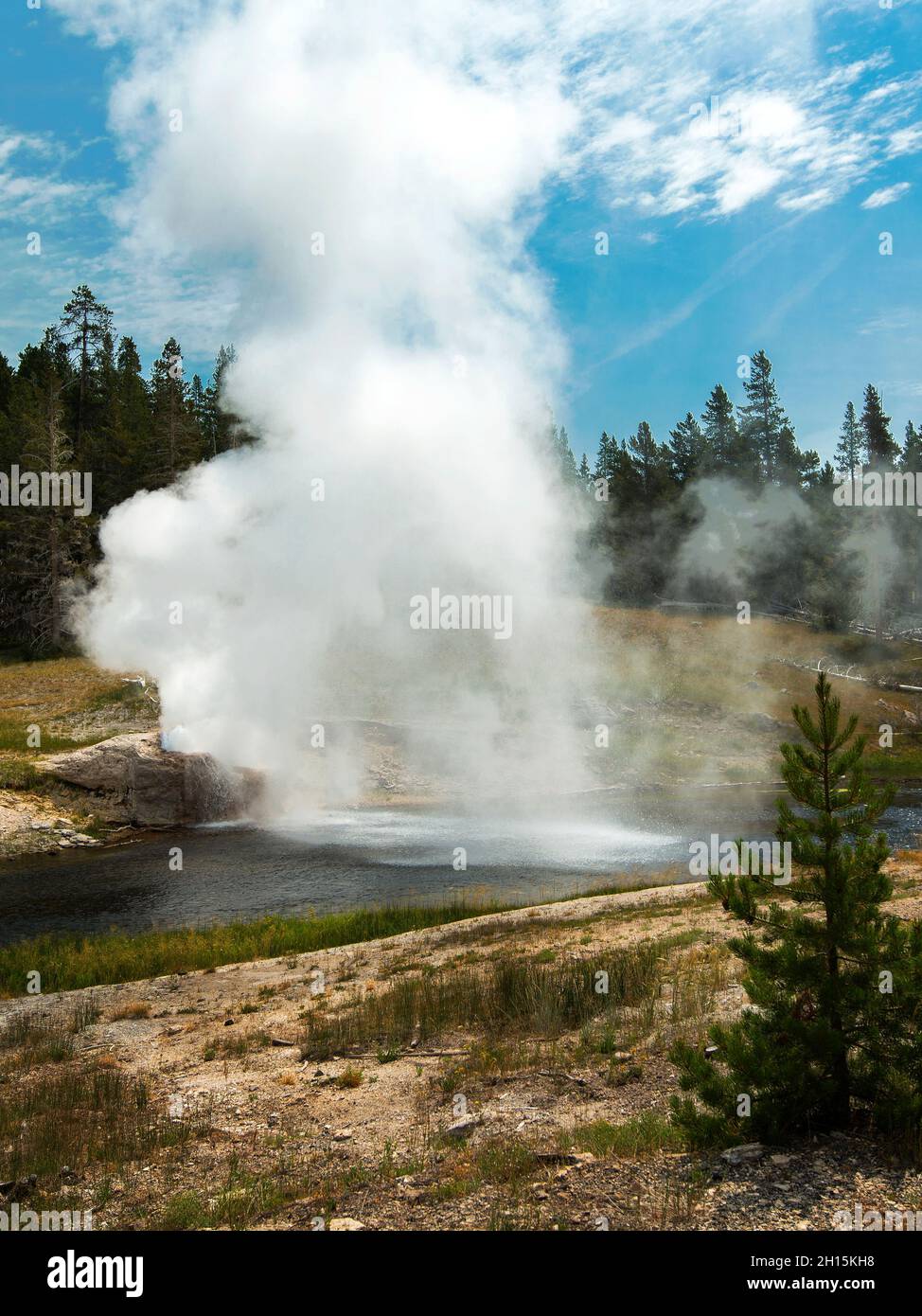 Riverside Geyser on Firehole River, Upper Geyser Basin, Yellowstone ...