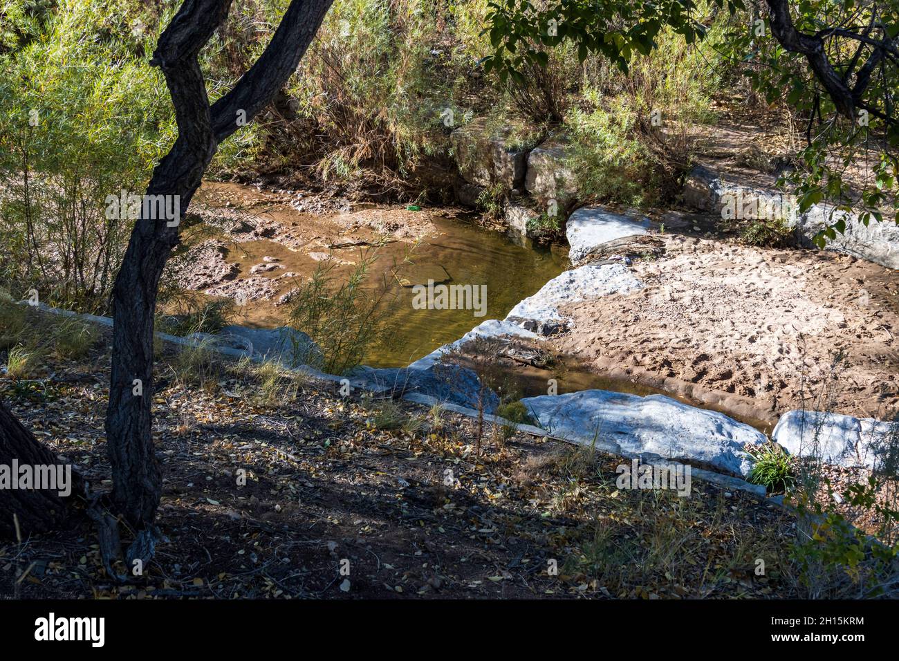 Forked tree hi-res stock photography and images - Alamy