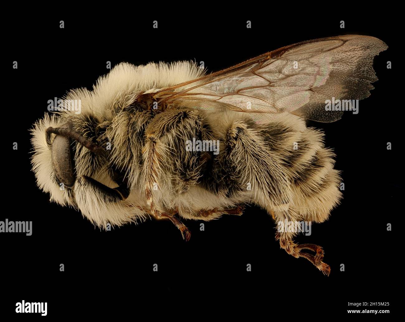 Diadasia diminuta hi-res stock photography and images - Alamy