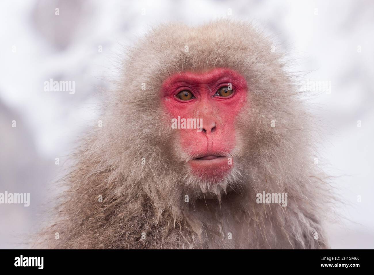 Portrait of snow monkey, Jigokudani Yaen-Koen, Japan Stock Photo - Alamy