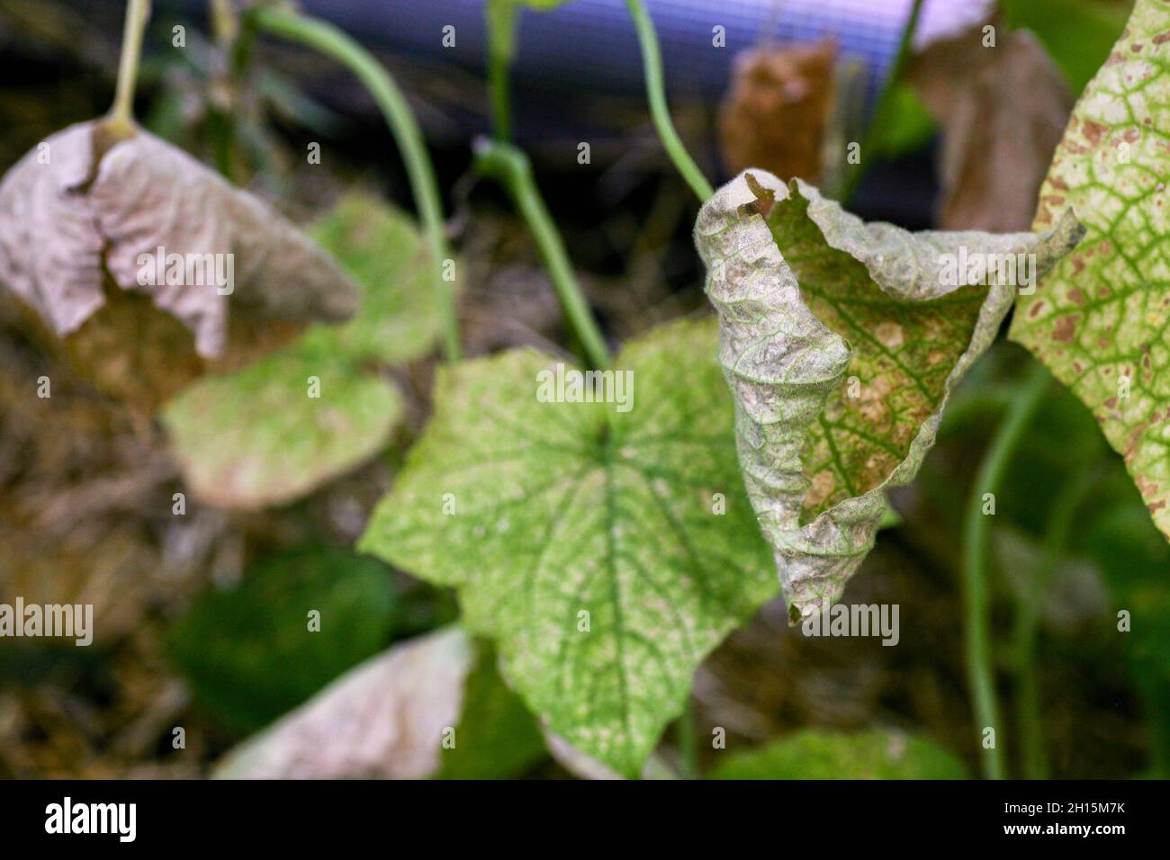 affected by diseases and pests of plant leaves and fruits of cucumber ...