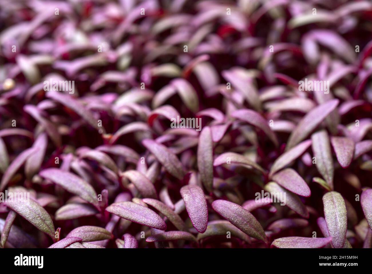 Selective shot of amaranths red (Amaranthus) microgreens in the garden ...