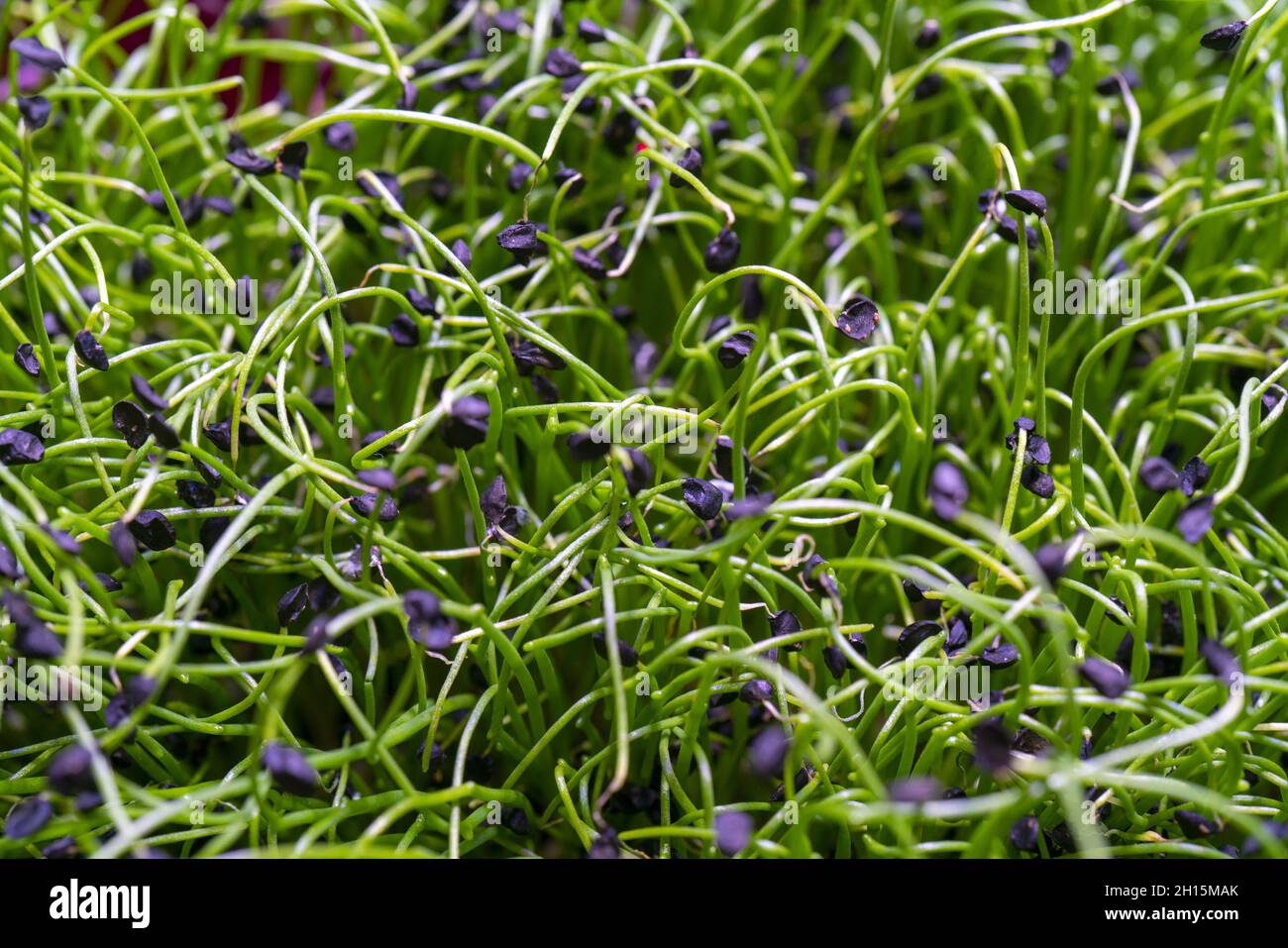 Closeup shot of micro Leek green leaves with tiny black seeds under the ...