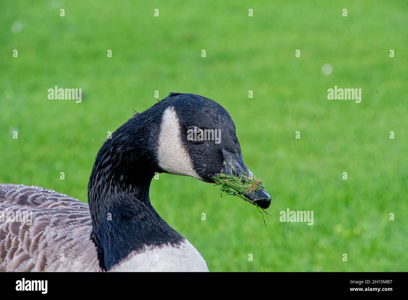 Goose eating grass hi-res stock photography and images - Alamy