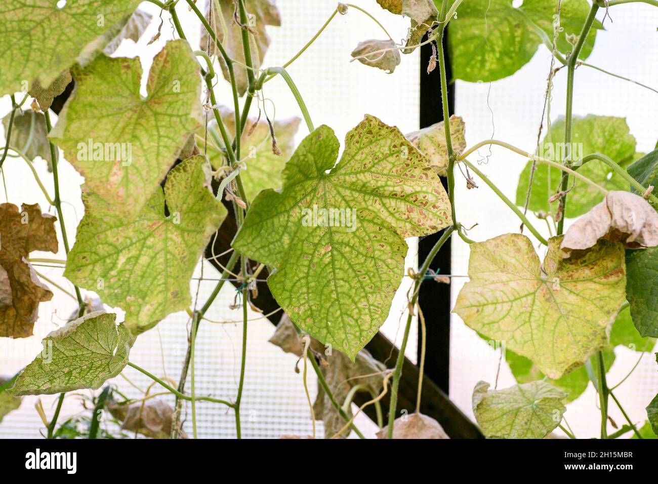 affected by diseases and pests of plant leaves and fruits of cucumber ...