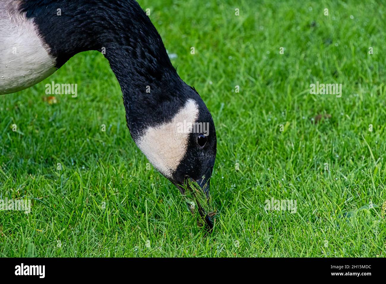 Goose eating grass hi-res stock photography and images - Alamy