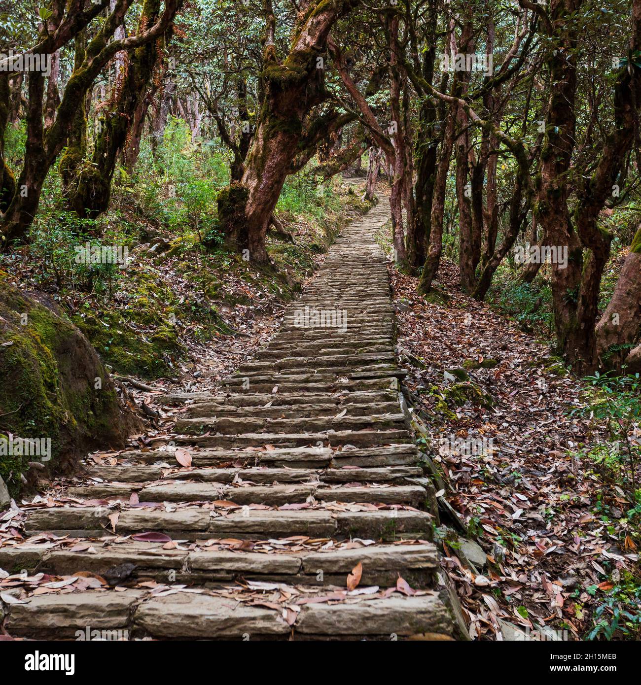 Stone footpath in green tropical jungle. Rainforest in Nepal, Himalaya ...