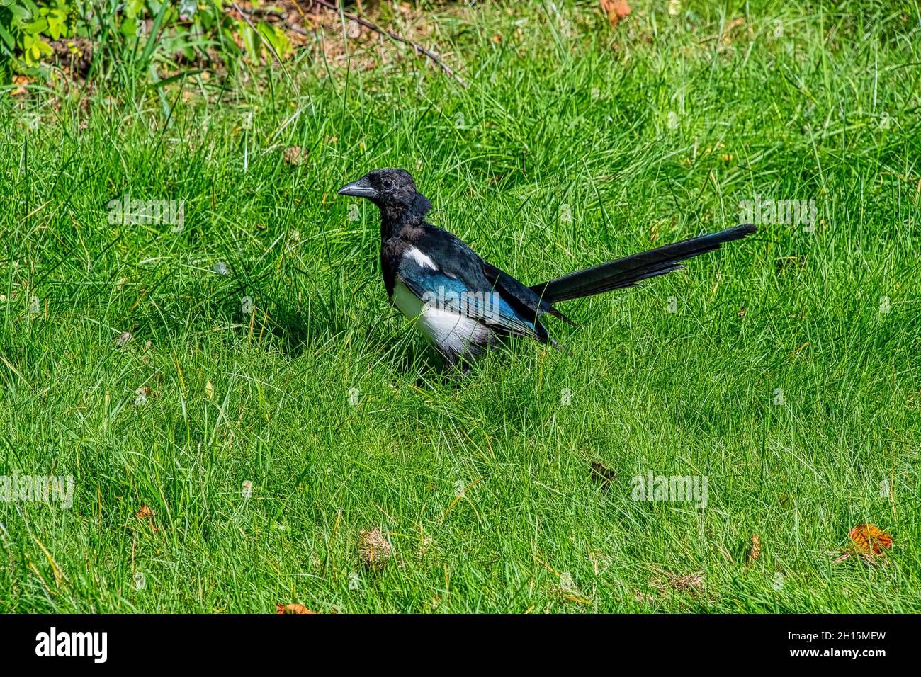 Eurasian magpie bird hi-res stock photography and images - Alamy