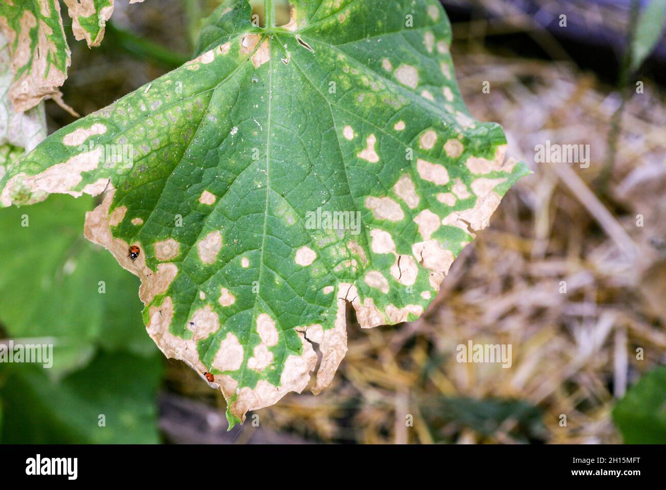 affected by diseases and pests of plant leaves and fruits of cucumber ...