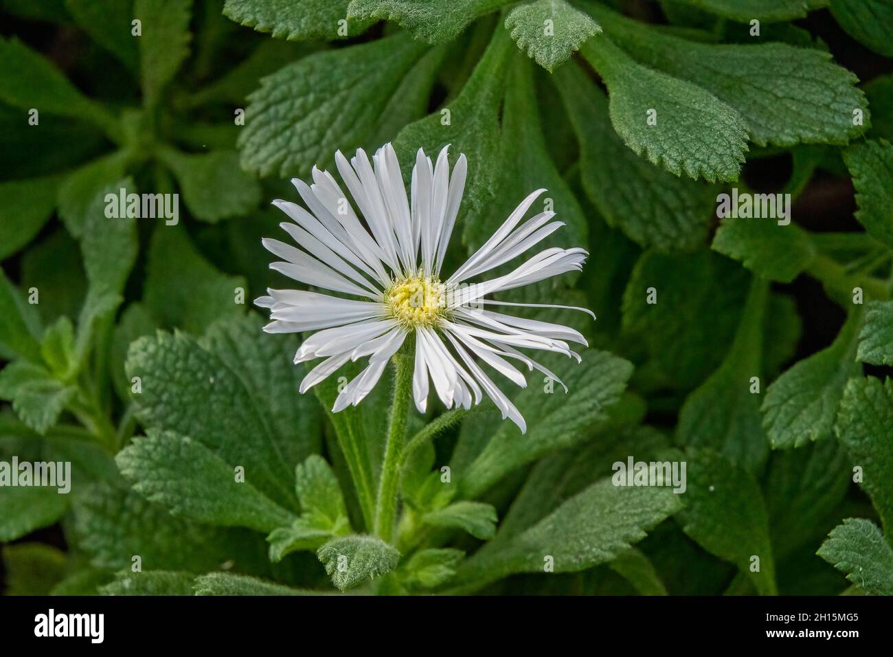 Commidendrum rugosum, known as scrubwood, is a species of flowering ...