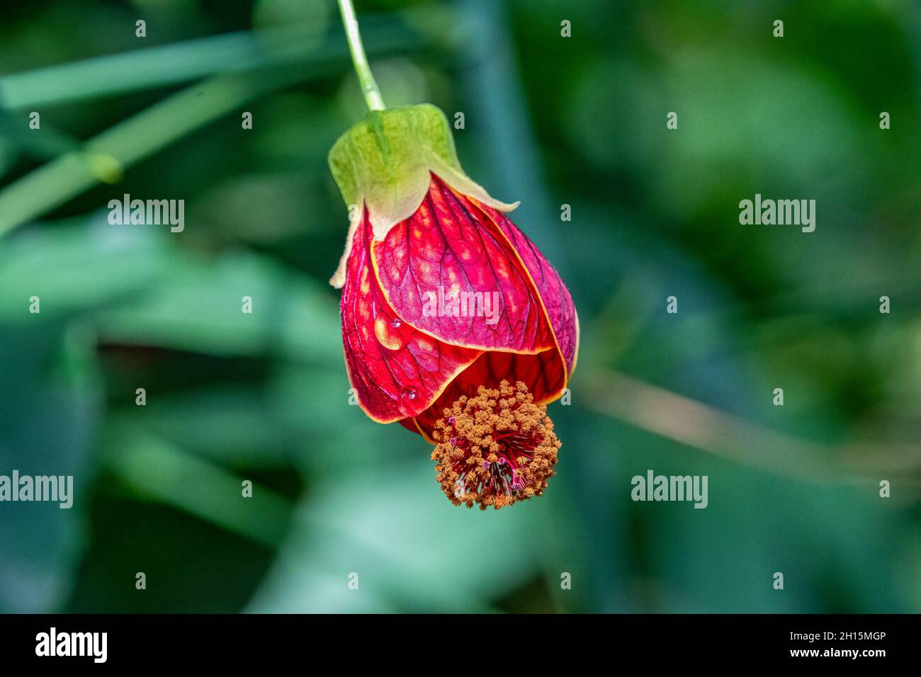 Bright red flower bloom of the callianthe picta also known as Abutilon ...